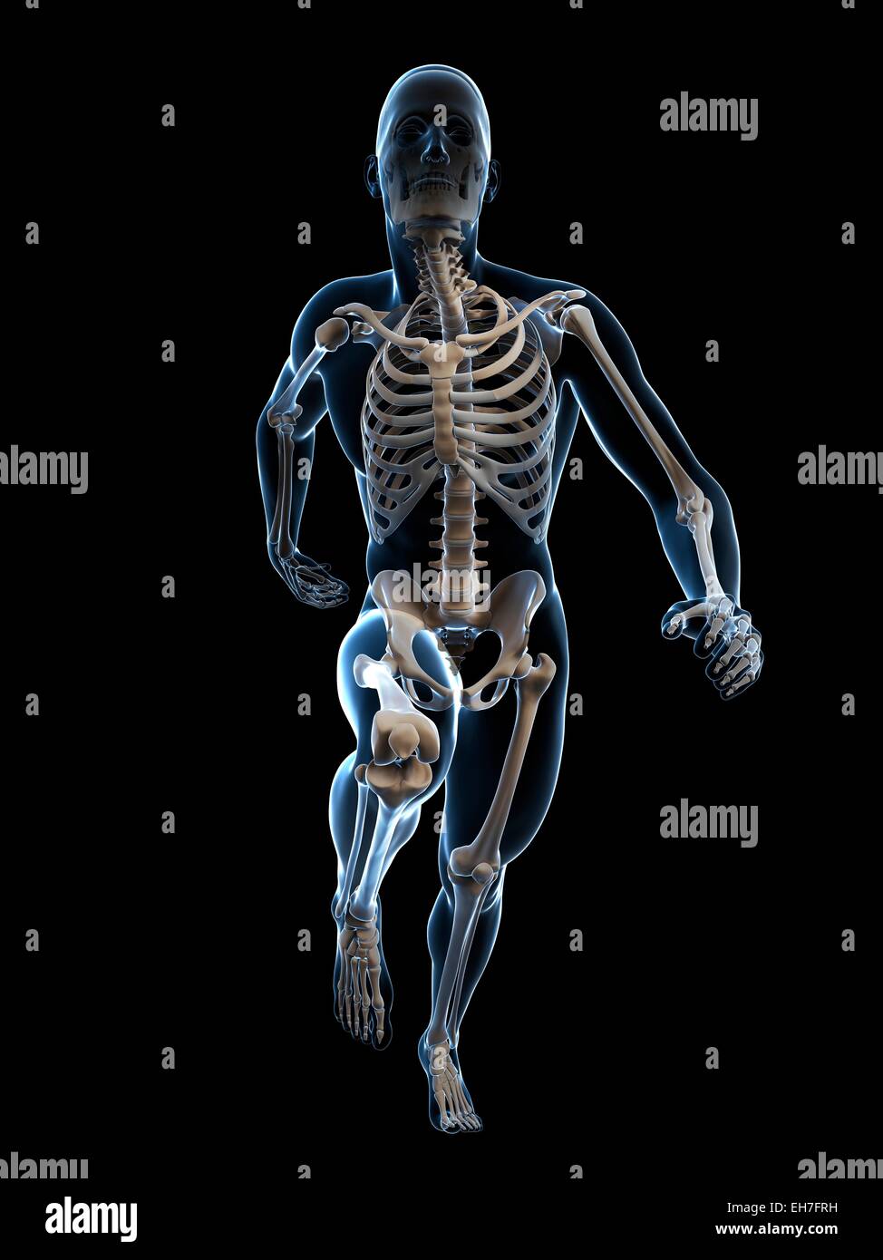 Skeletal system of runner, artwork Stock Photo - Alamy
