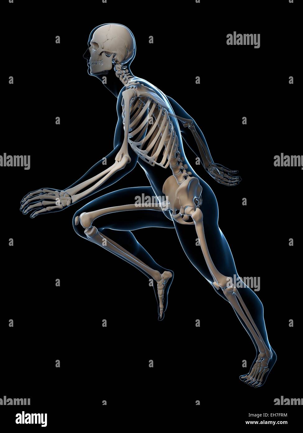 Skeletal system of runner, artwork Stock Photo - Alamy