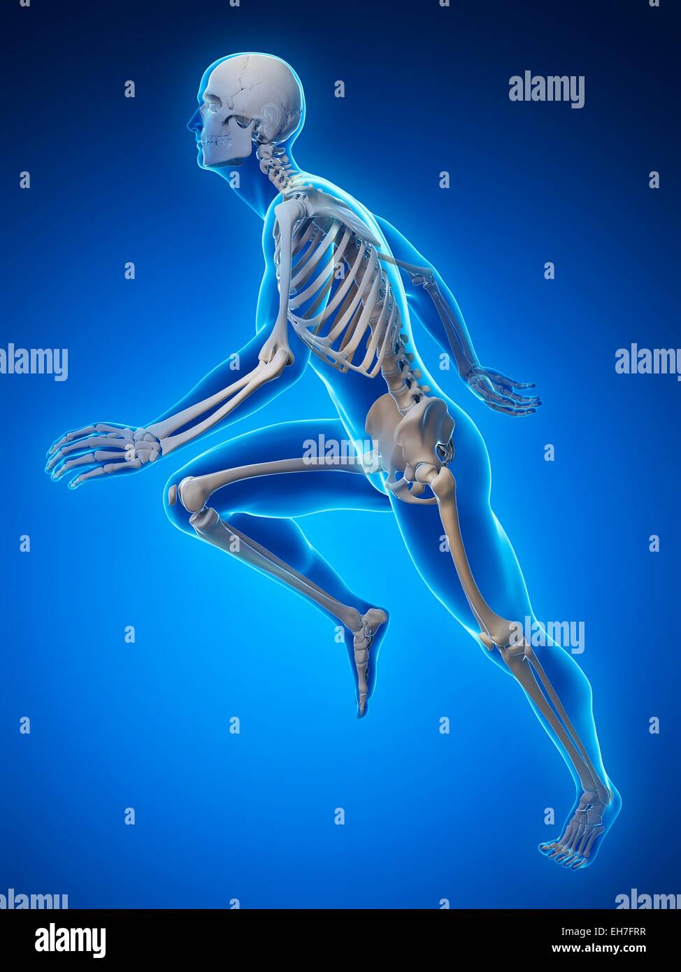 Skeletal system of runner, artwork Stock Photo - Alamy