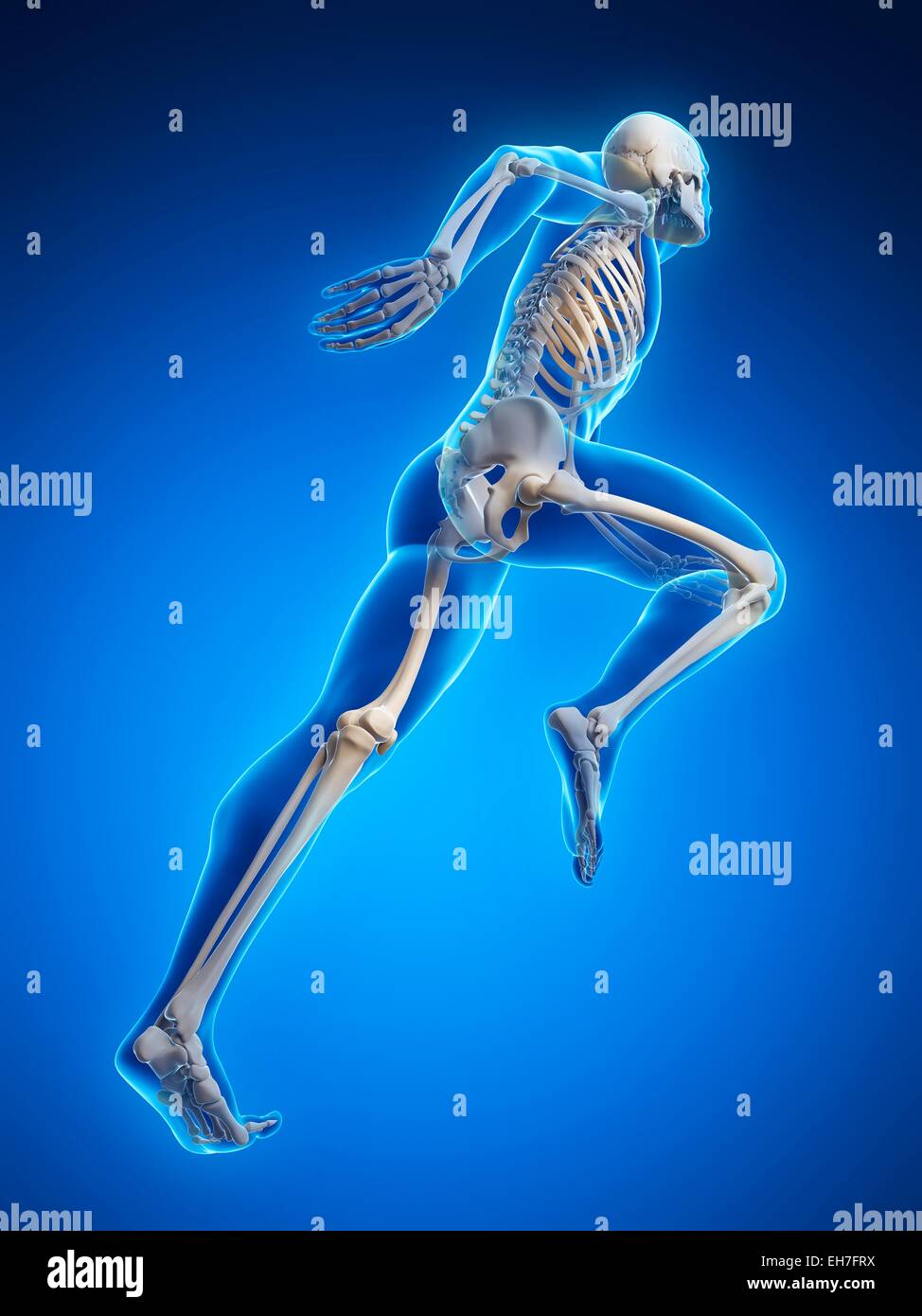 Skeletal system of runner, artwork Stock Photo - Alamy