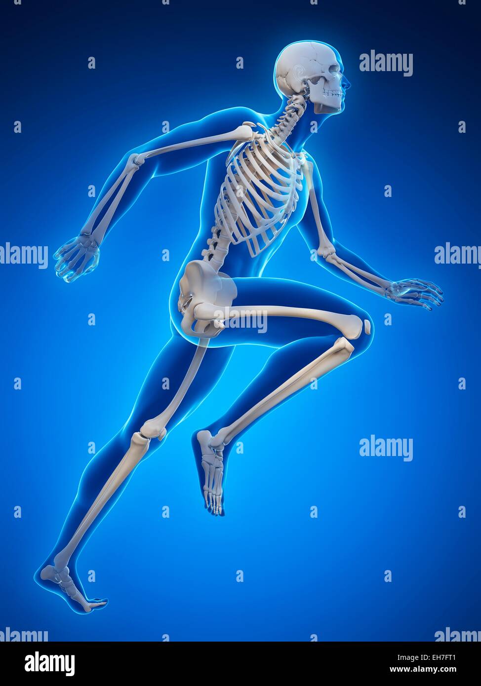 Skeletal system of runner, artwork Stock Photo - Alamy