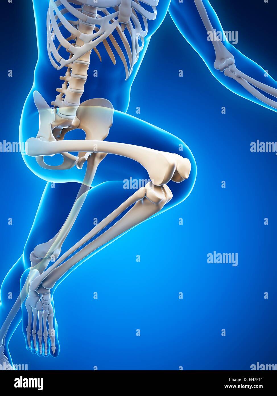 Skeletal system of runner, artwork Stock Photo - Alamy