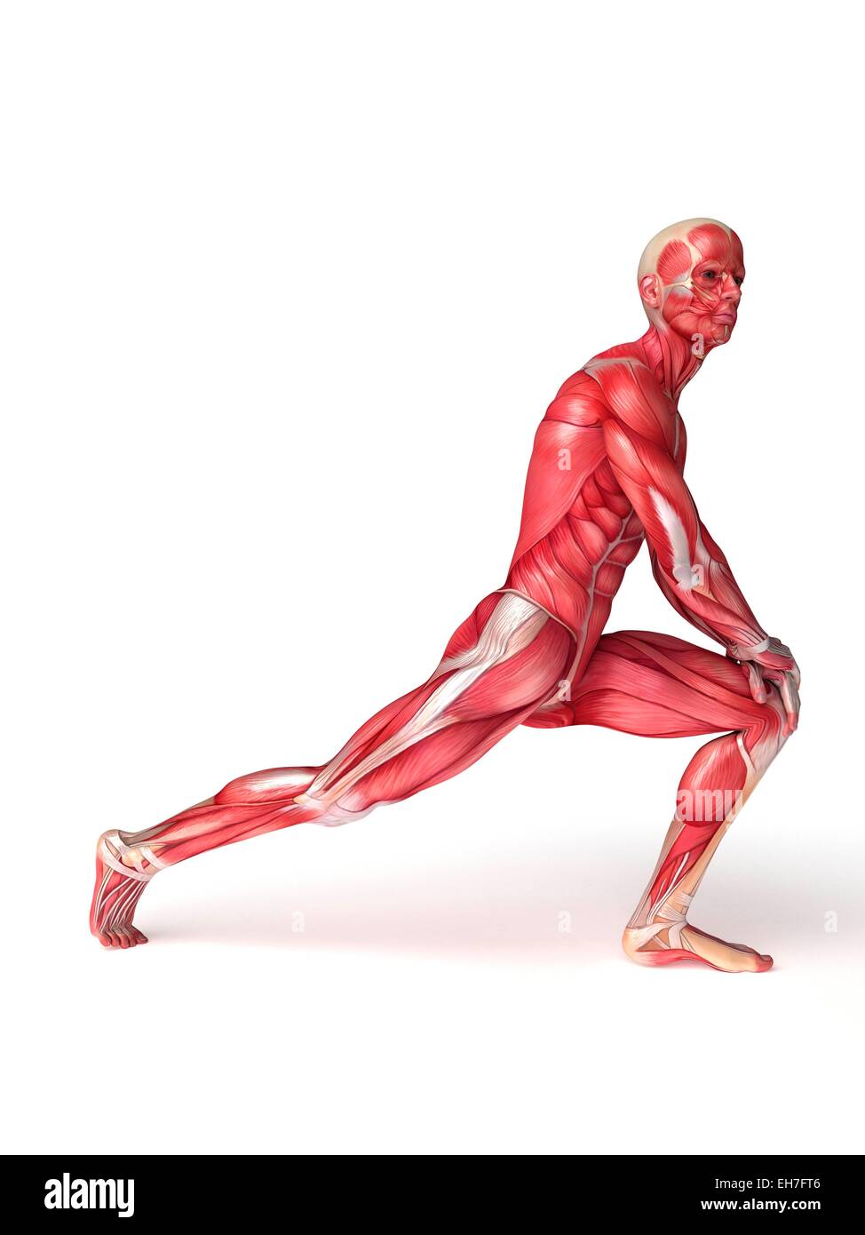 Human muscular structure, artwork Stock Photo - Alamy