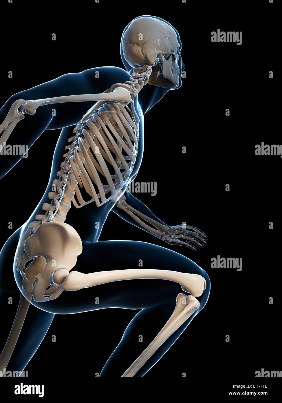 Musculoskeletal action hi-res stock photography and images - Alamy