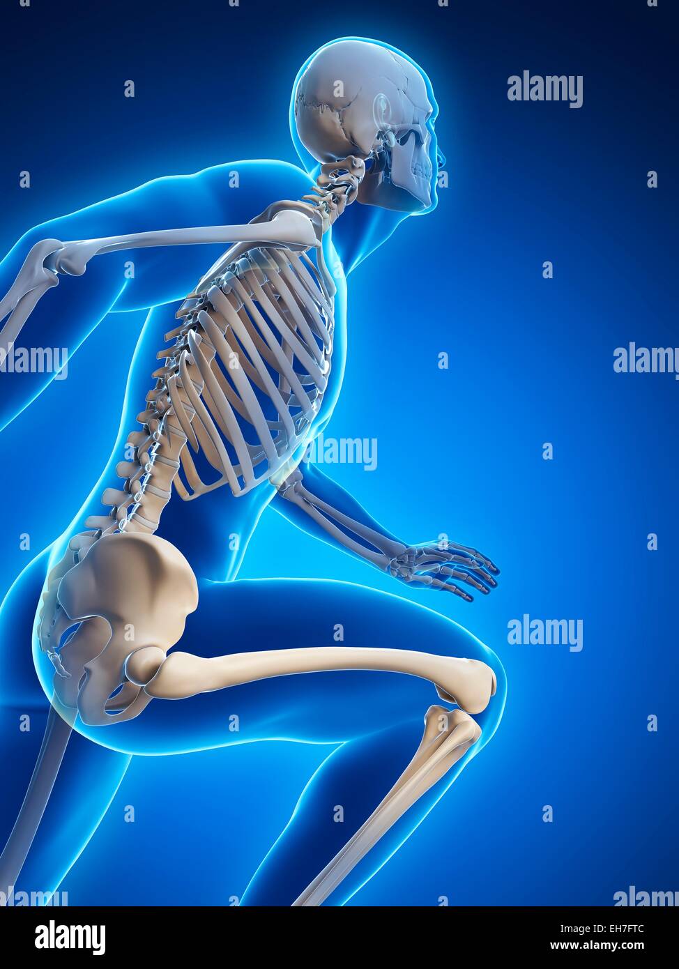 Musculoskeletal action hi-res stock photography and images - Alamy