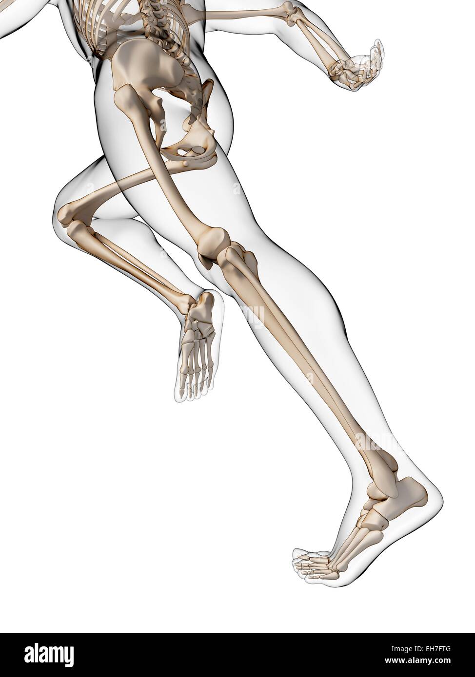 Skeletal system of runner, artwork Stock Photo - Alamy