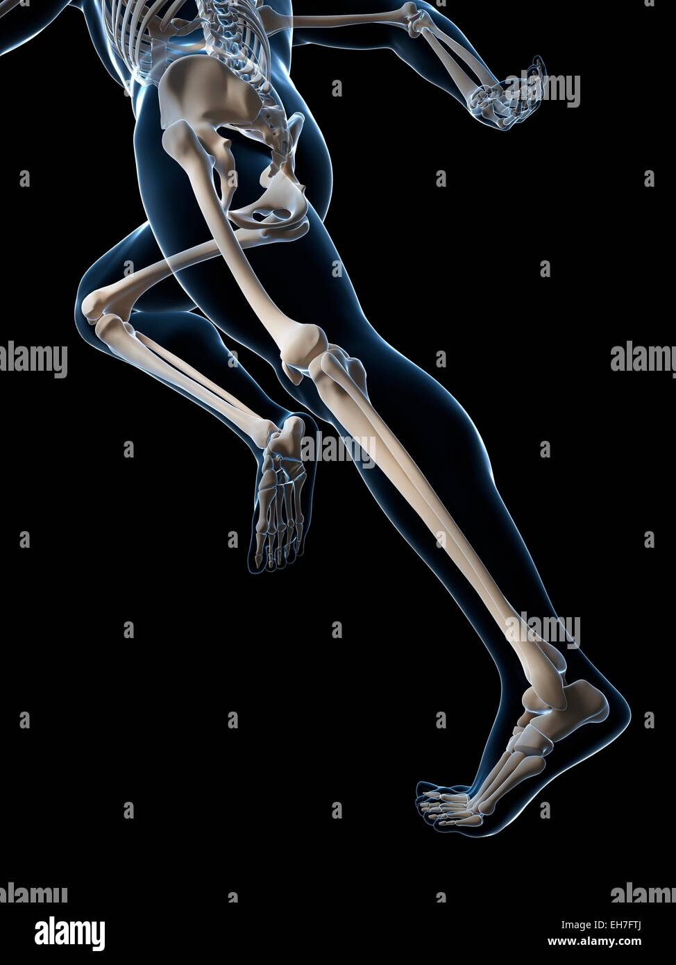 Skeletal system of runner, artwork Stock Photo - Alamy