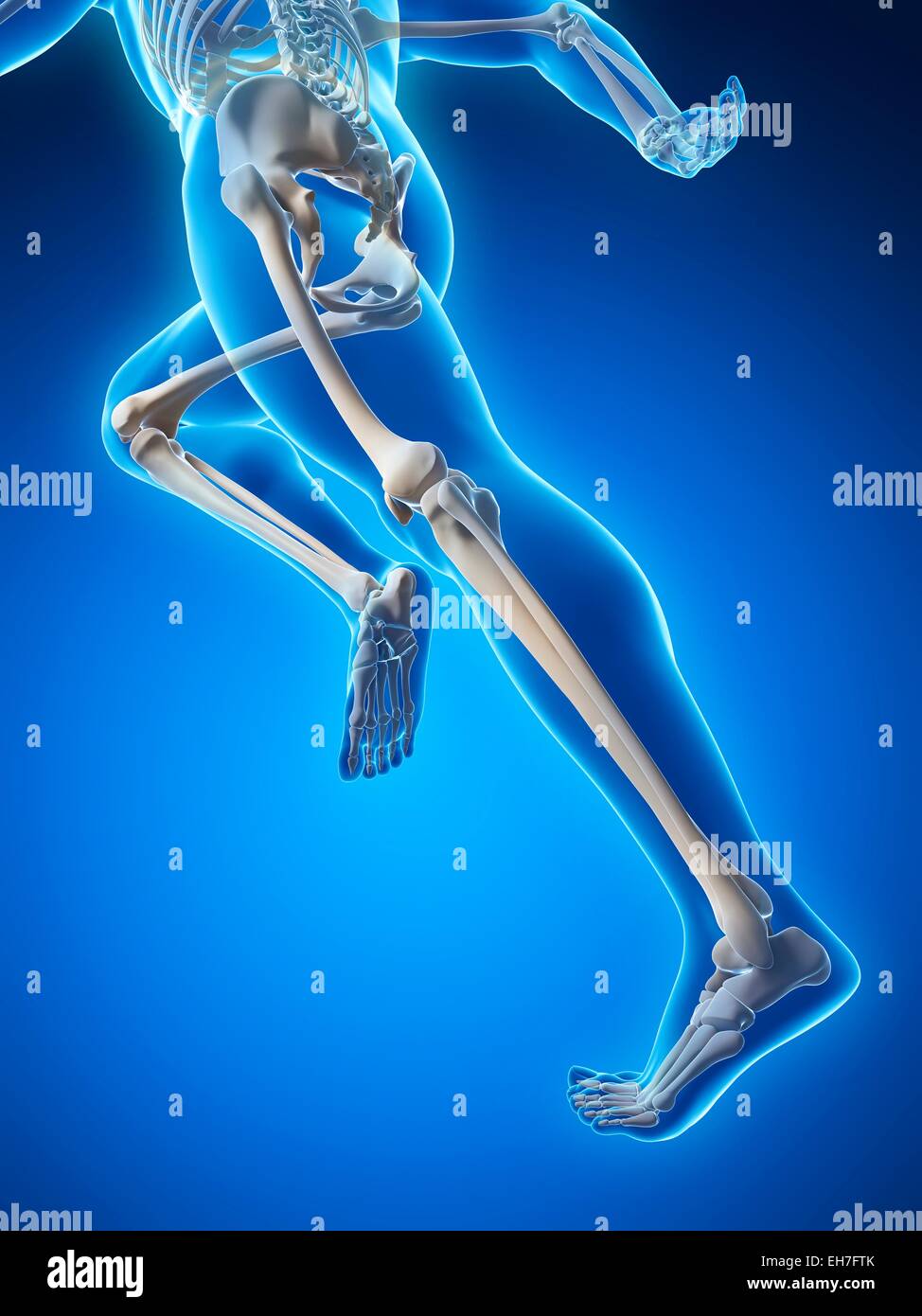 Skeletal system of runner, artwork Stock Photo - Alamy