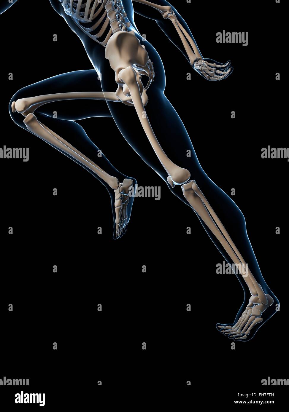 Musculoskeletal action hi-res stock photography and images - Alamy