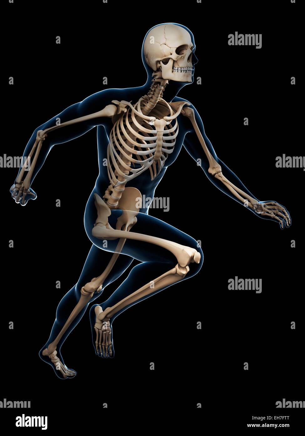 Skeletal system of a runner hi-res stock photography and images - Alamy