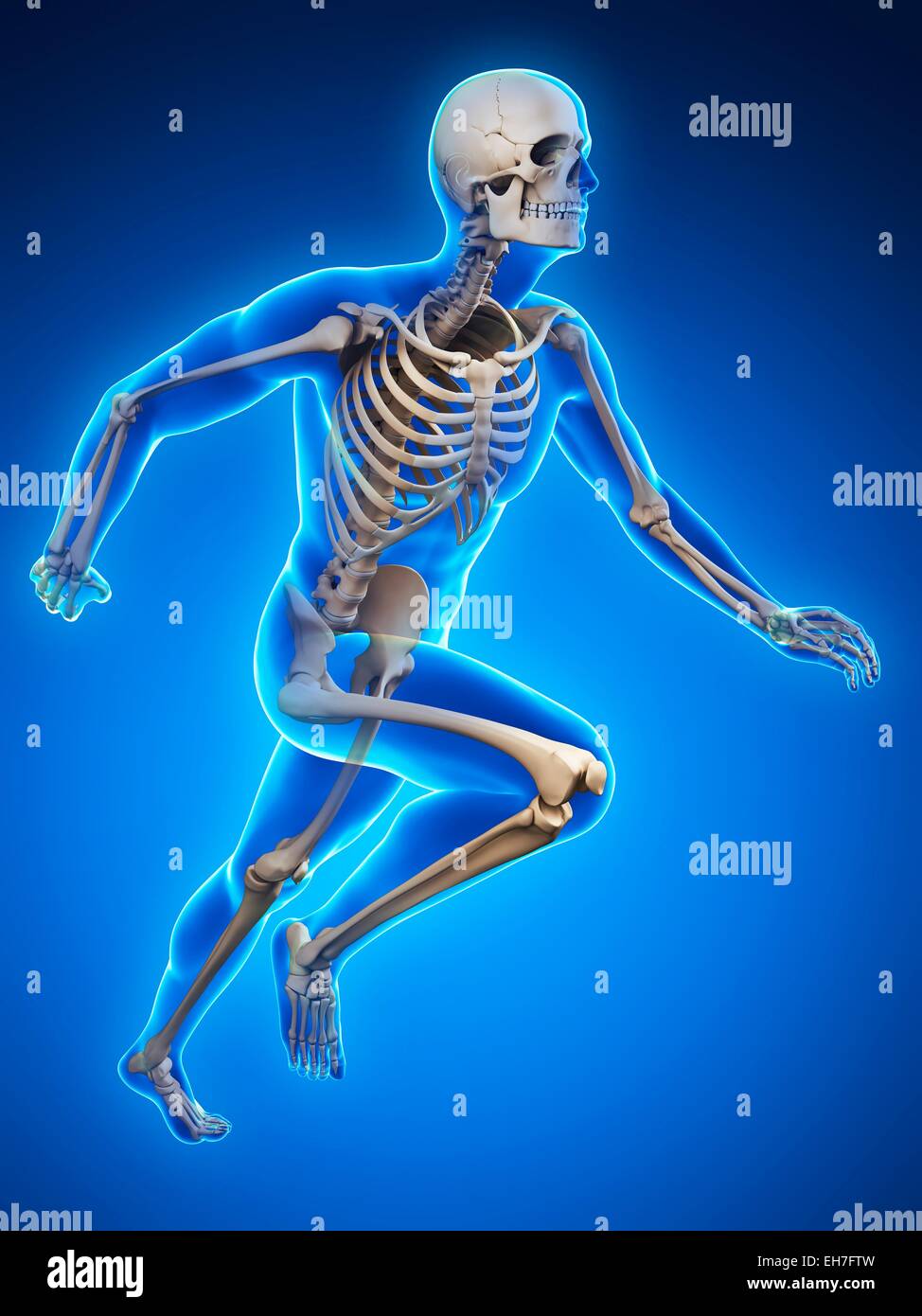 Musculoskeletal action hi-res stock photography and images - Alamy