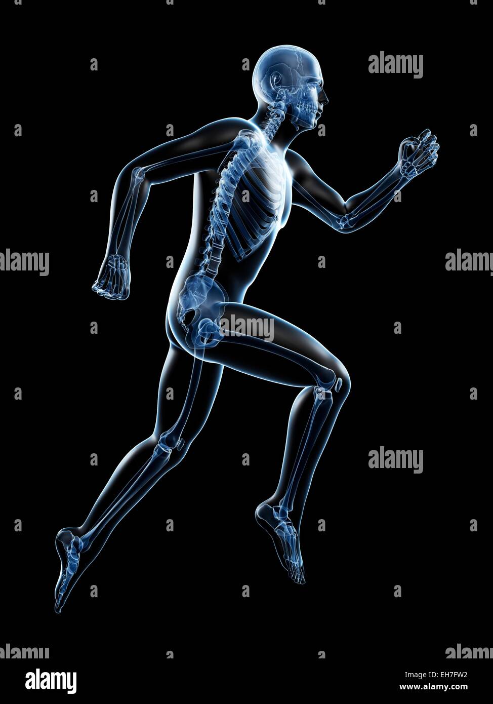 Skeletal system of runner, artwork Stock Photo - Alamy