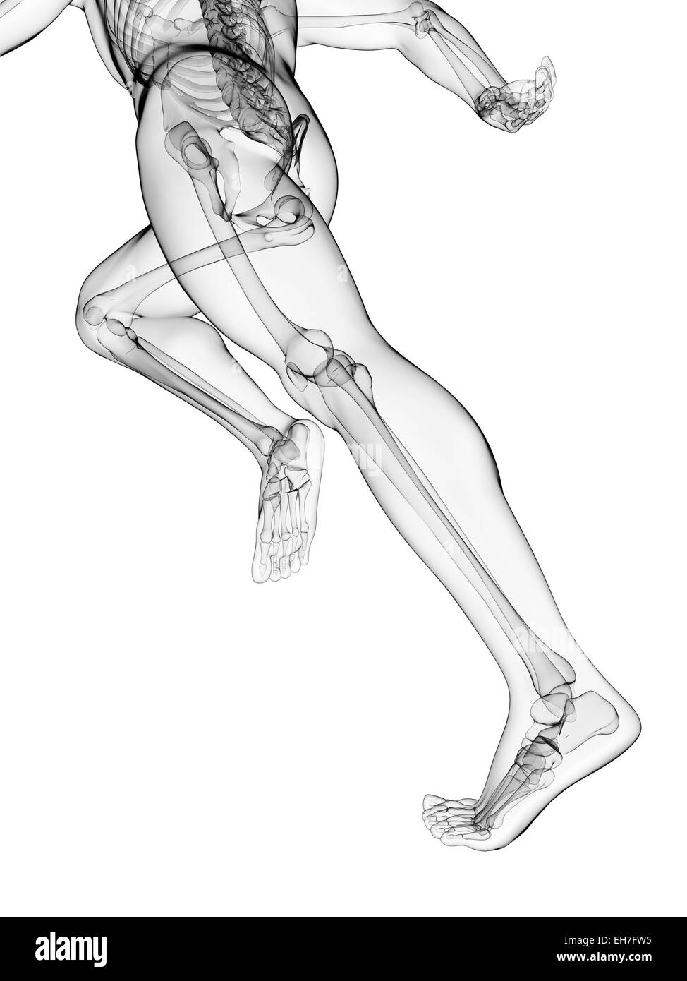 Skeletal system of runner, artwork Stock Photo - Alamy