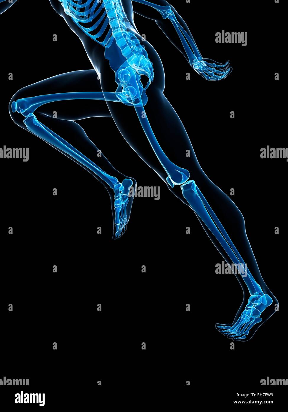 Skeletal system of runner, artwork Stock Photo - Alamy