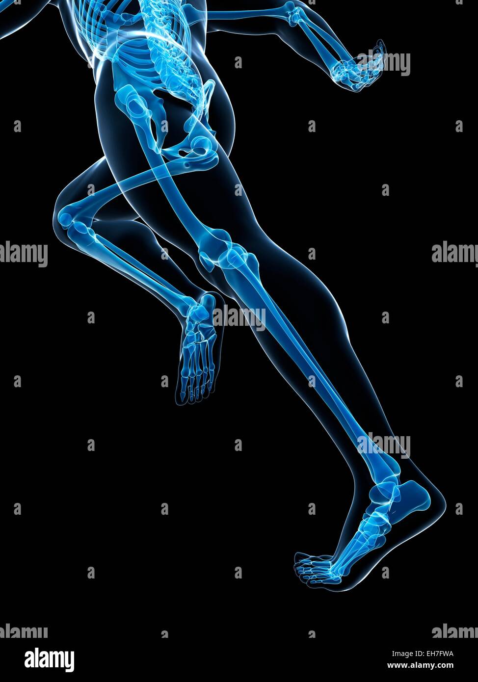 Skeletal system of runner, artwork Stock Photo - Alamy