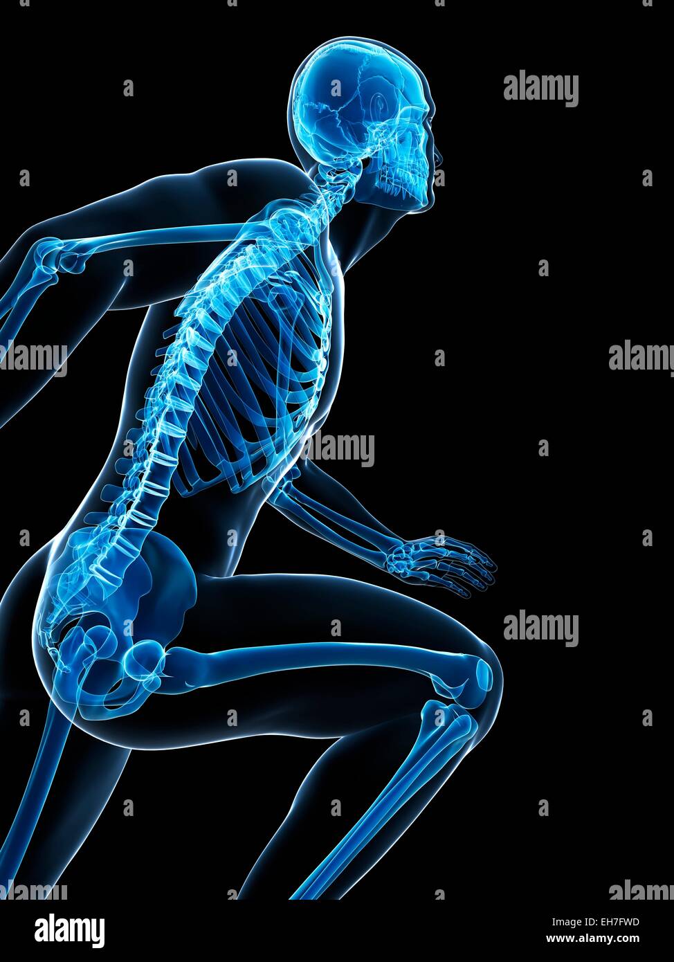 Skeletal system of runner, artwork Stock Photo - Alamy