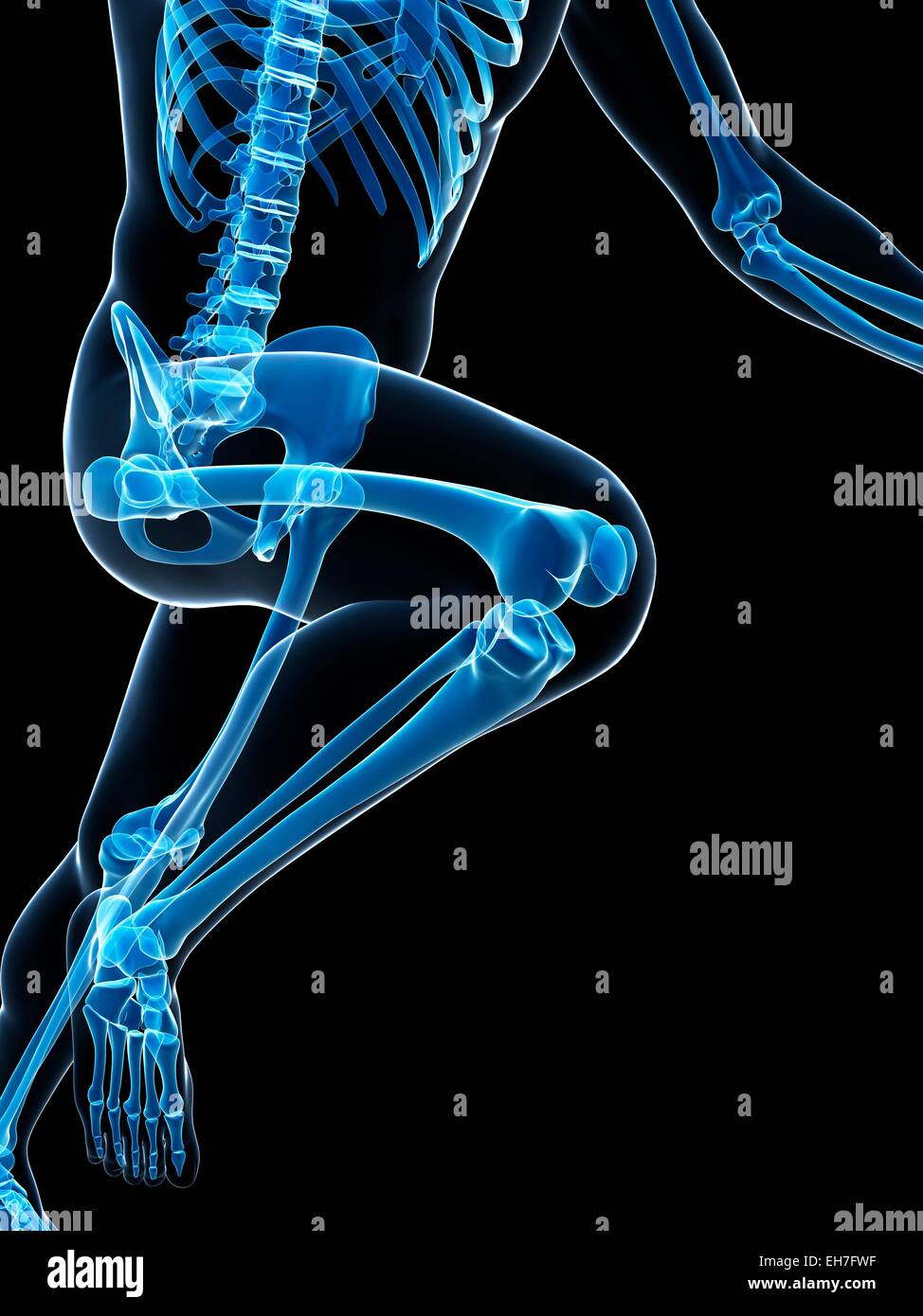 Skeletal system of a runner hi-res stock photography and images - Alamy