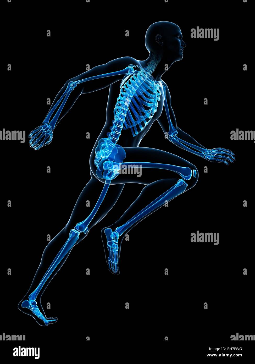 Skeletal system of a runner hi-res stock photography and images - Alamy