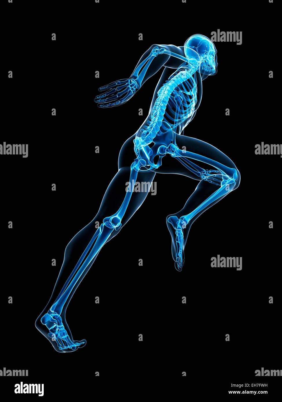 Skeletal system of runner, artwork Stock Photo - Alamy