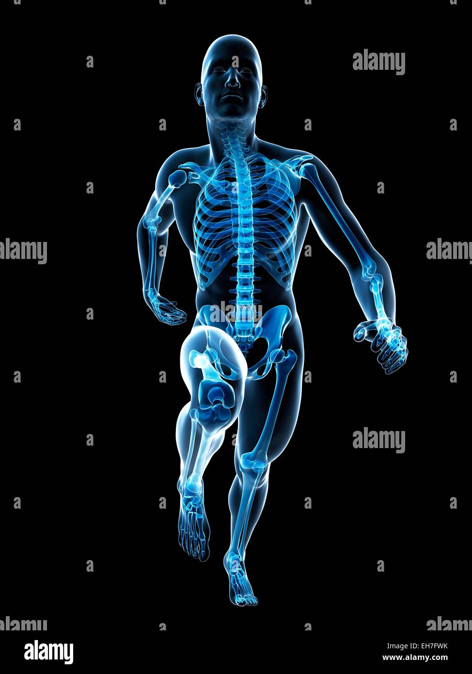 Skeletal system of runner, artwork Stock Photo - Alamy