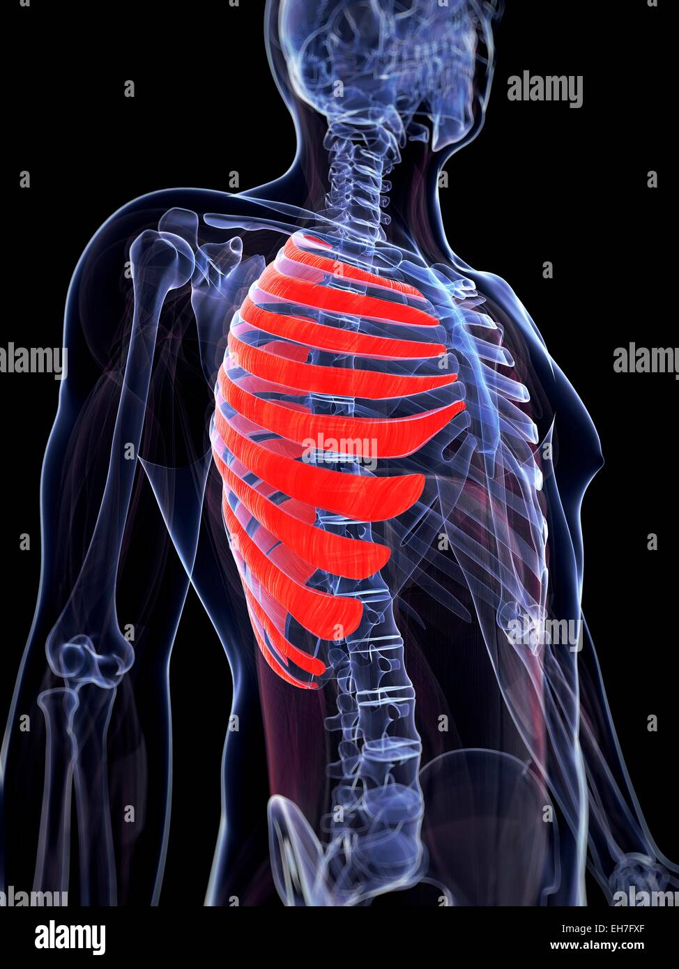 Human rib muscles, artwork Stock Photo - Alamy