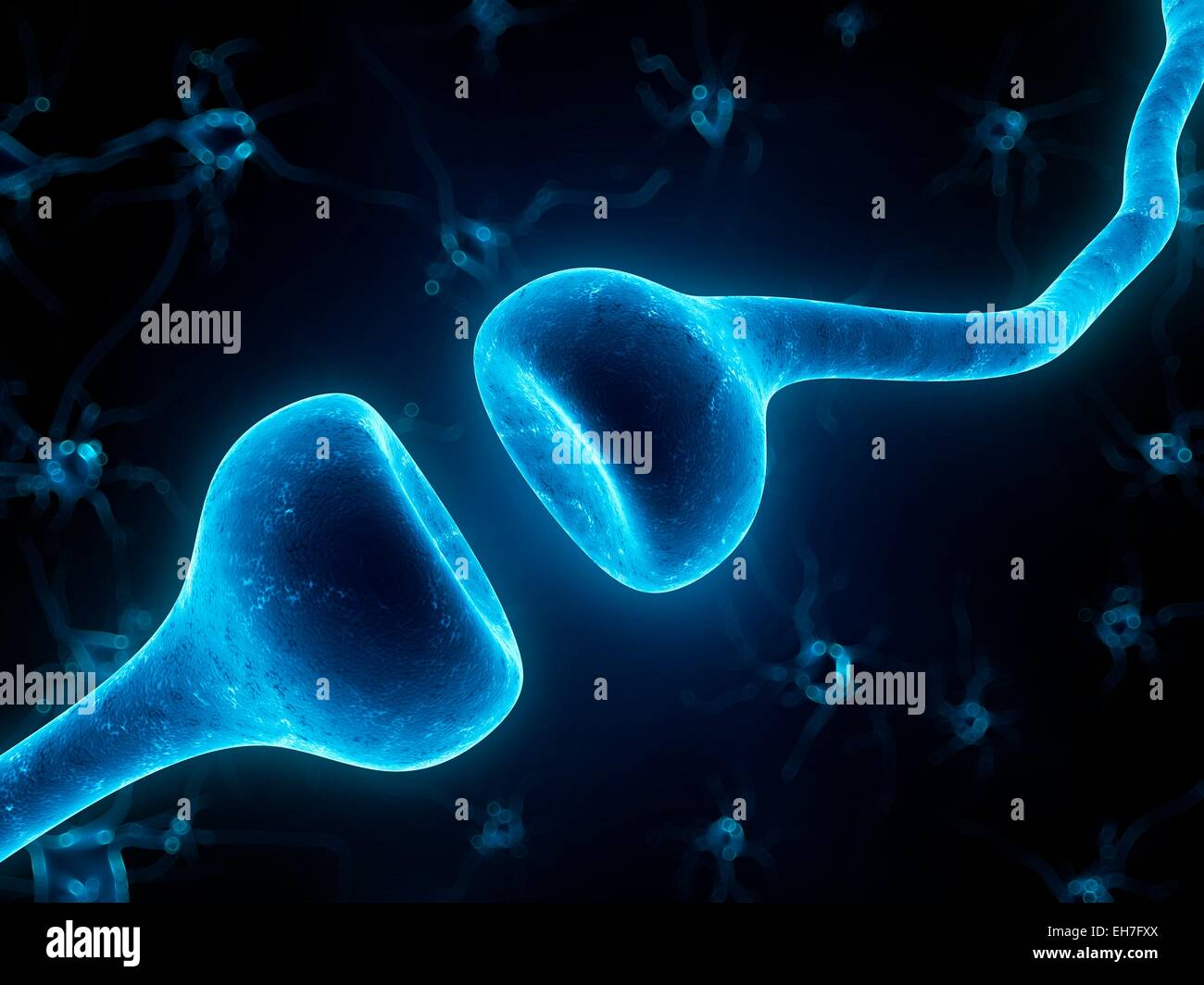 Human synapse, artwork Stock Photo - Alamy