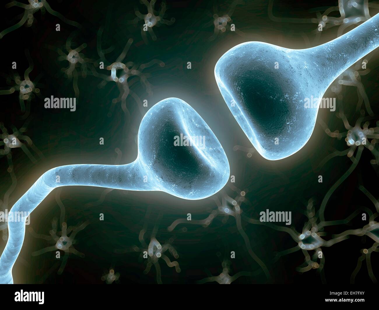 Synapse High Resolution Stock Photography and Images - Alamy