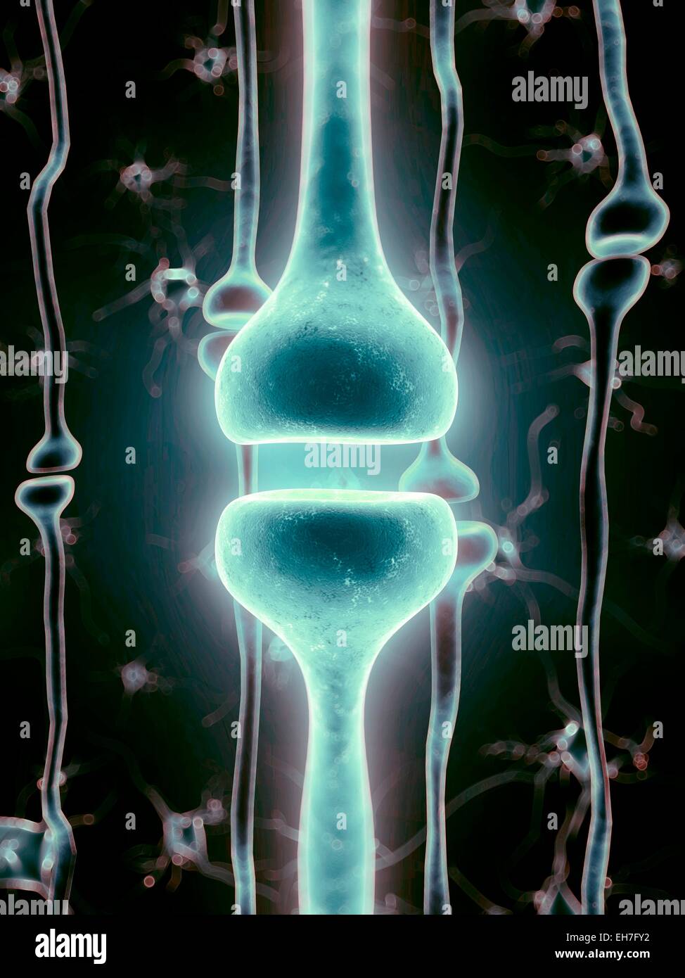 Human synapse, artwork Stock Photo - Alamy