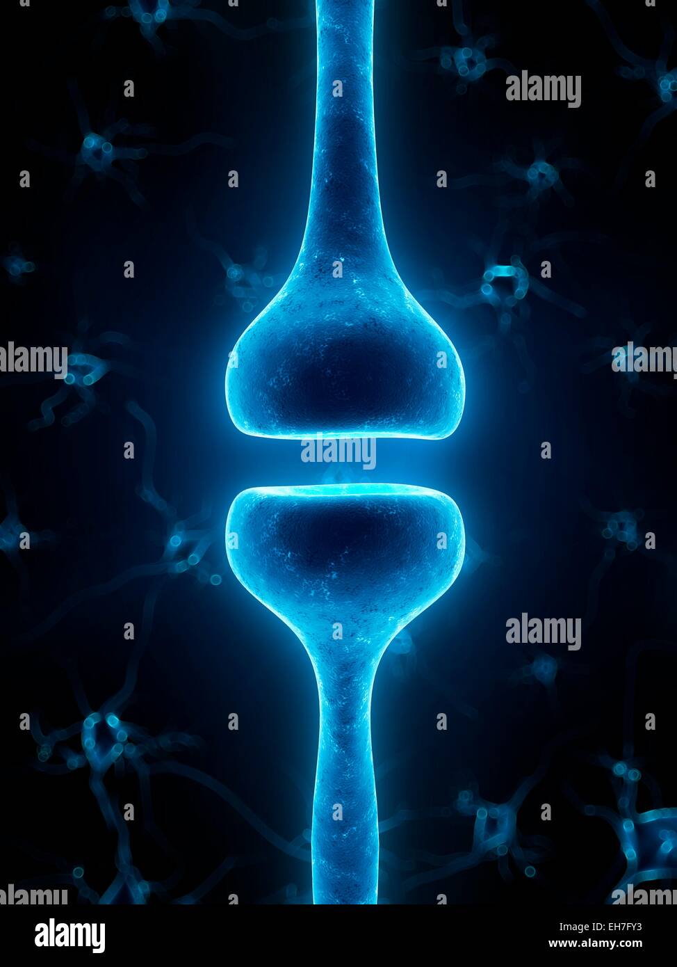 Human synapse, artwork Stock Photo - Alamy