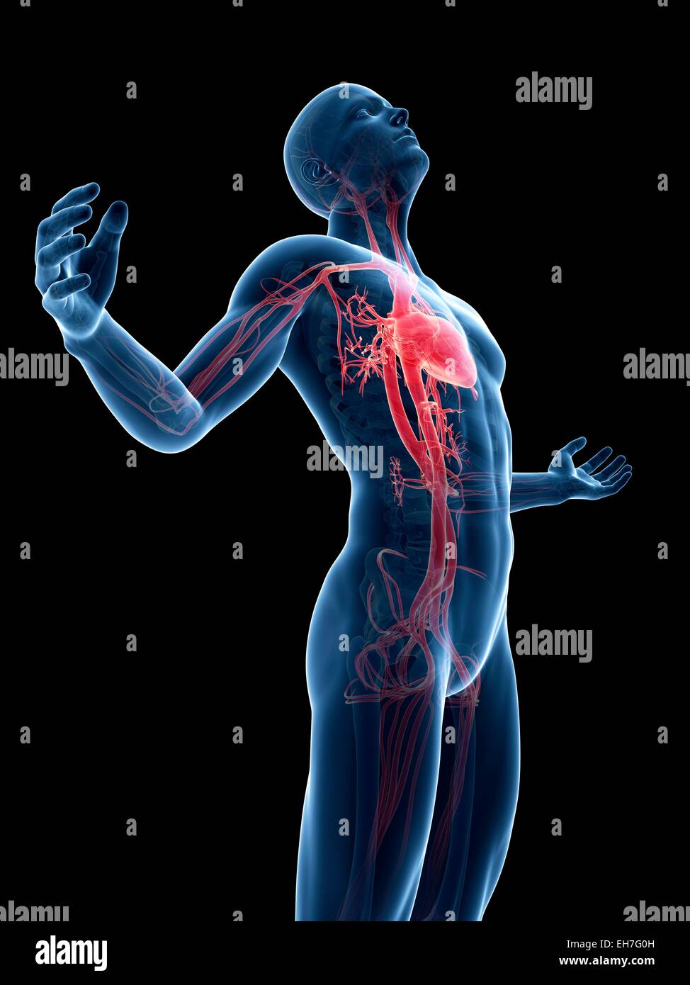 Human vascular system, artwork Stock Photo - Alamy