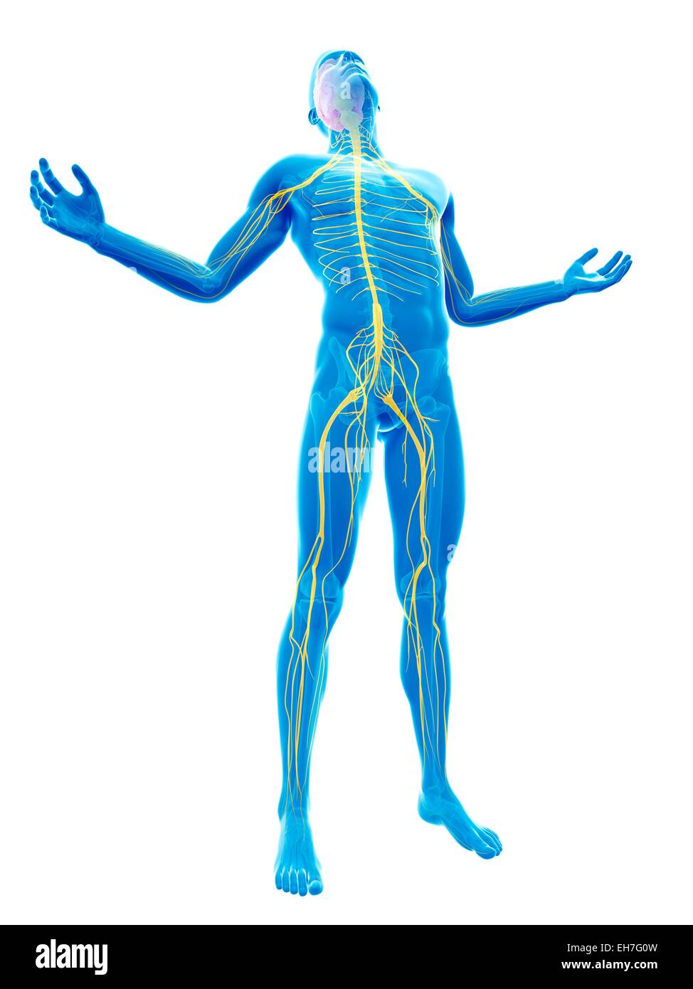 Human nervous system, artwork Stock Photo - Alamy