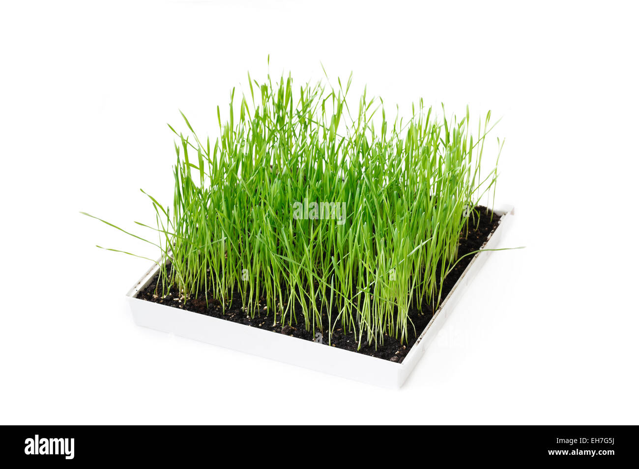 Grass growing in a box hi-res stock photography and images - Alamy