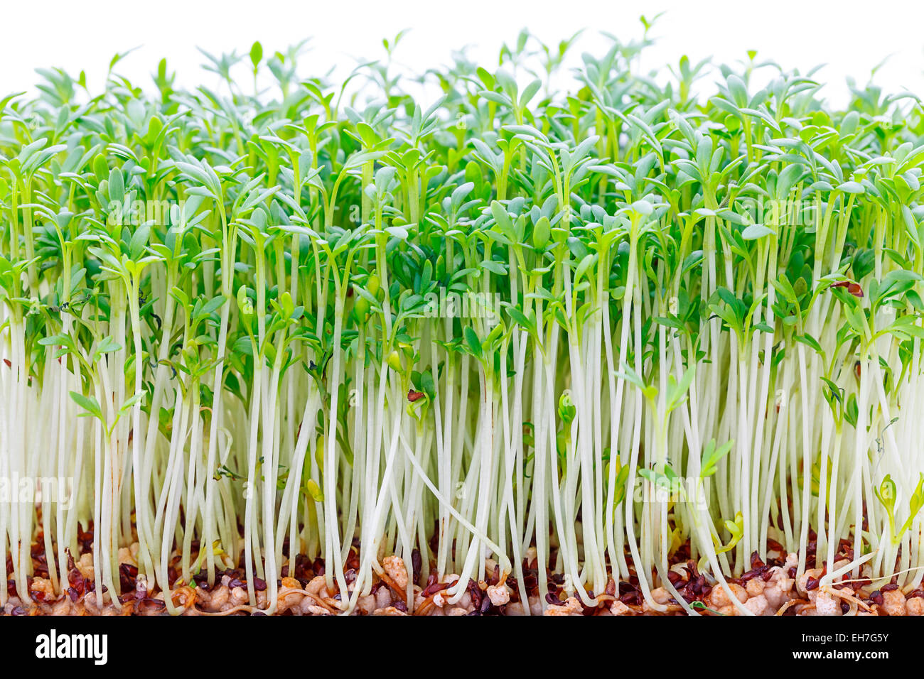 Plants sprouting up hi-res stock photography and images - Alamy