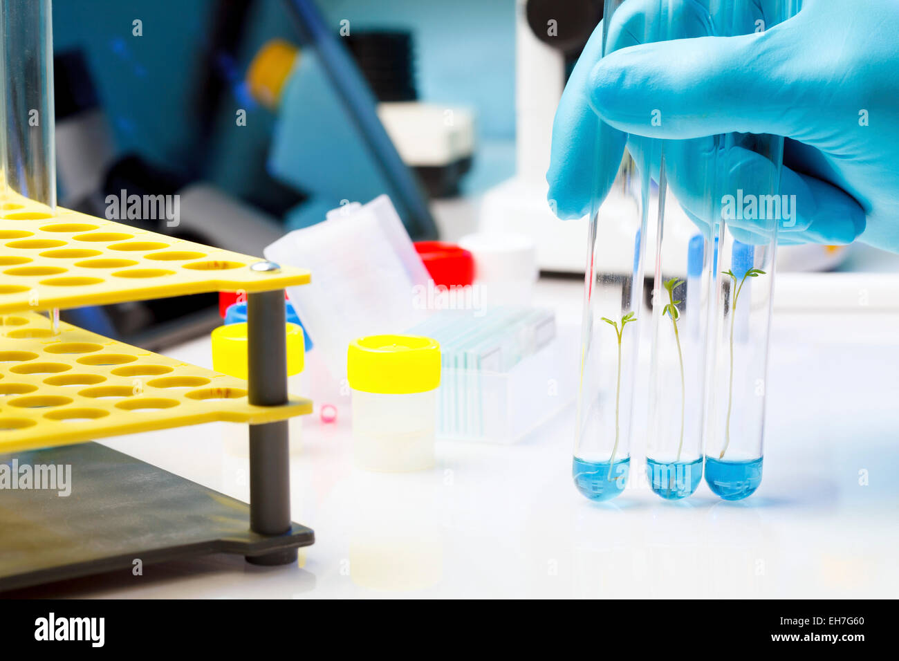 Seedlings inside test tubes Stock Photo - Alamy
