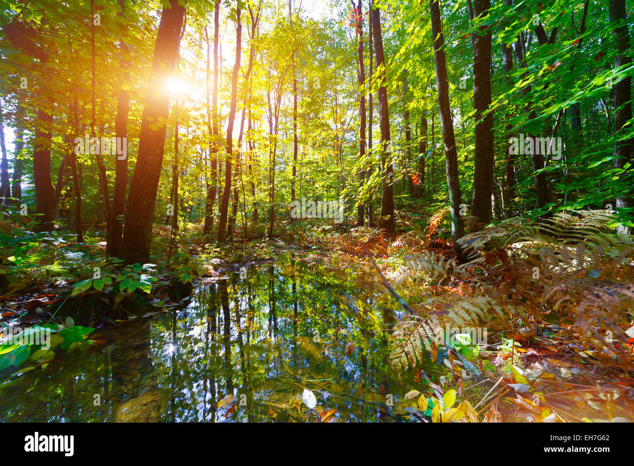 Forest and small pond Stock Photo - Alamy