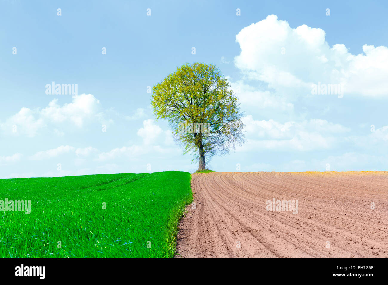 Half a tree hi-res stock photography and images - Alamy