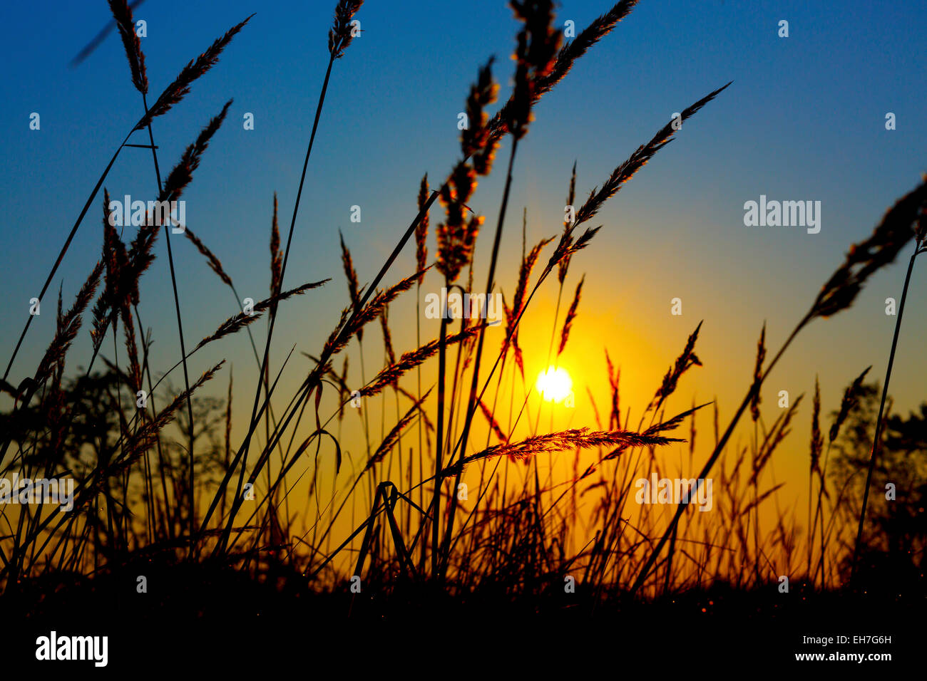 Wheat sunrise hi-res stock photography and images - Alamy