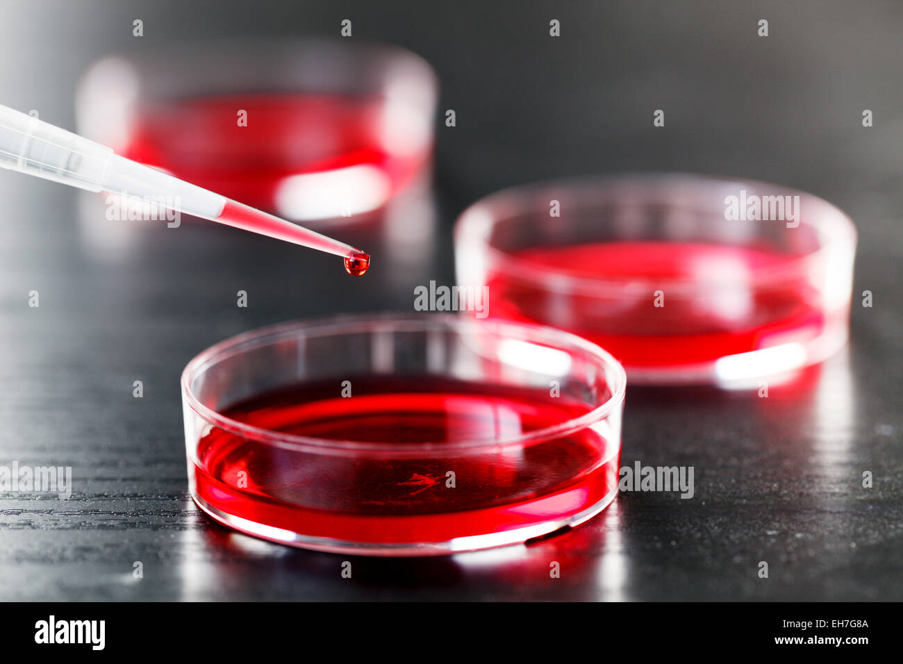 Pipetting red liquid into a petri dish Stock Photo - Alamy