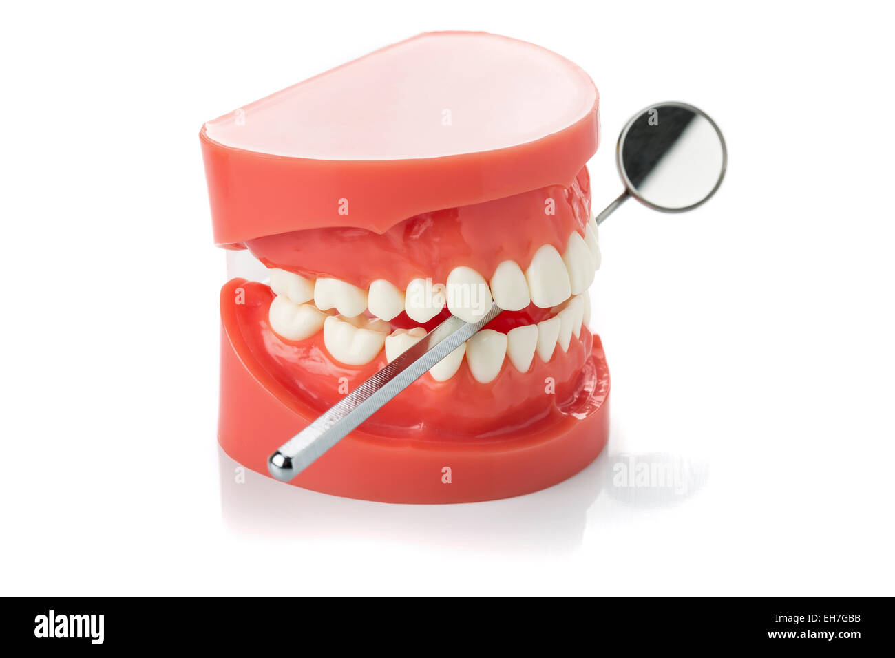 Human Dental Model High Resolution Stock Photography and Images - Alamy