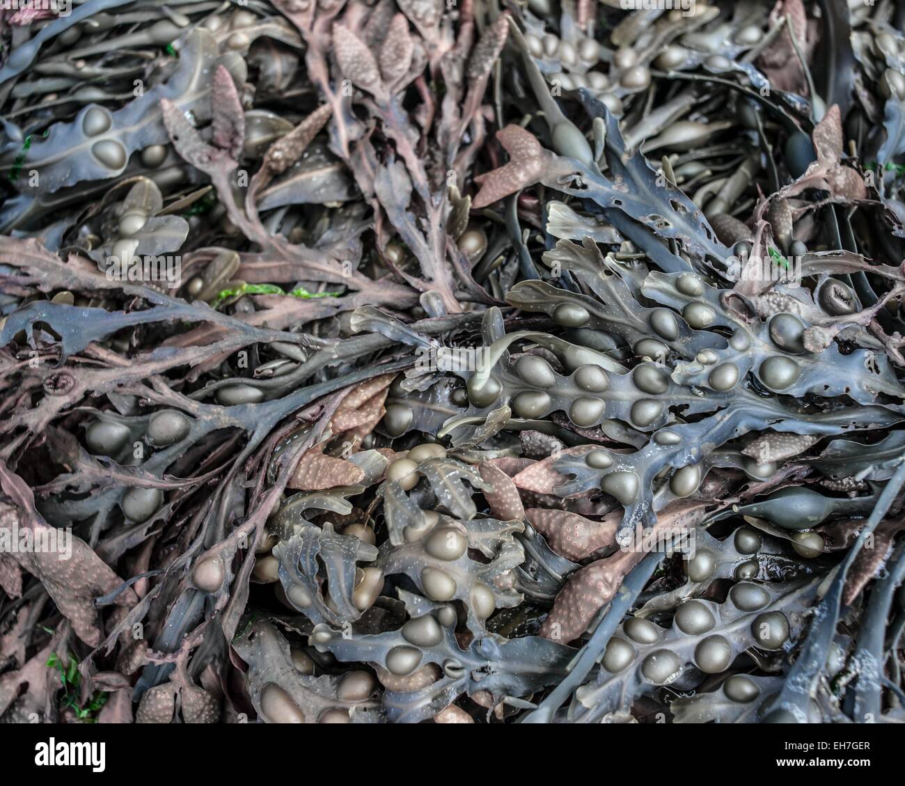 Seaweed air hi-res stock photography and images - Alamy