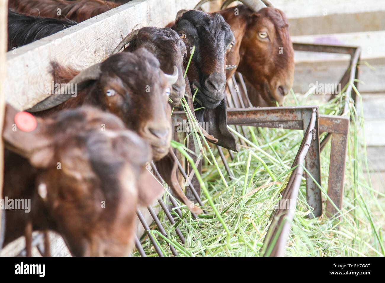 Goats eat hay in pen hi-res stock photography and images - Alamy
