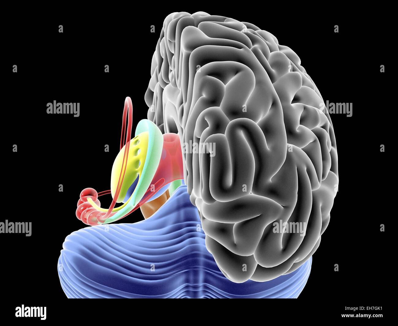 Sagittal section of the human brain hi-res stock photography and images ...