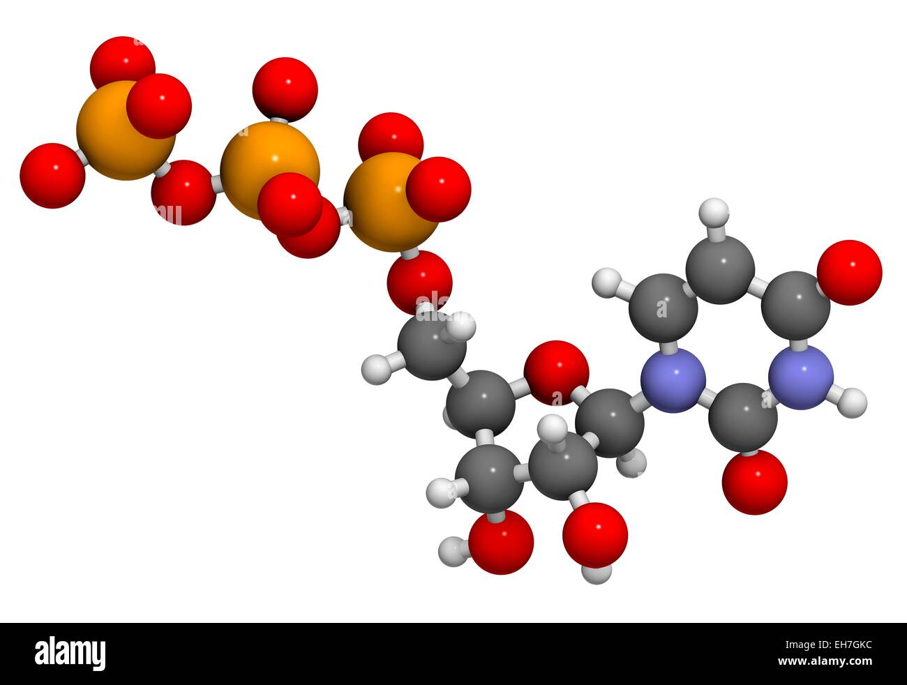 Nucleotide structure nucleoside phosphate hi-res stock photography and images - Alamy