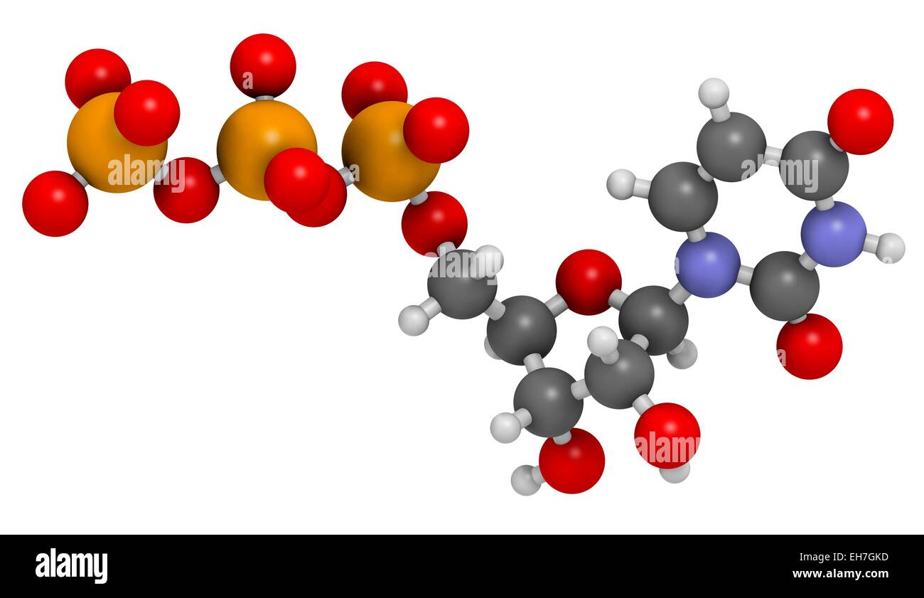 Nucleotide structure nucleoside phosphate hi-res stock photography and images - Alamy