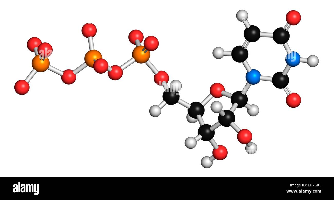Nucleotide structure nucleoside phosphate hi-res stock photography and images - Alamy