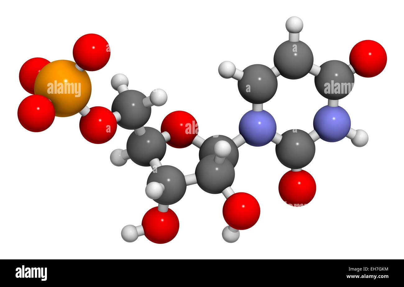 Uridine monophosphate nucleotide molecule Stock Photo - Alamy