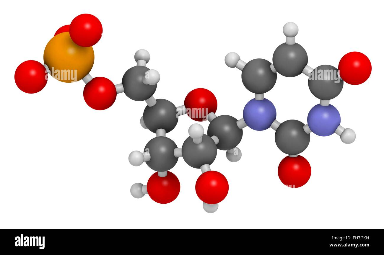 Uridine monophosphate nucleotide molecule Stock Photo - Alamy