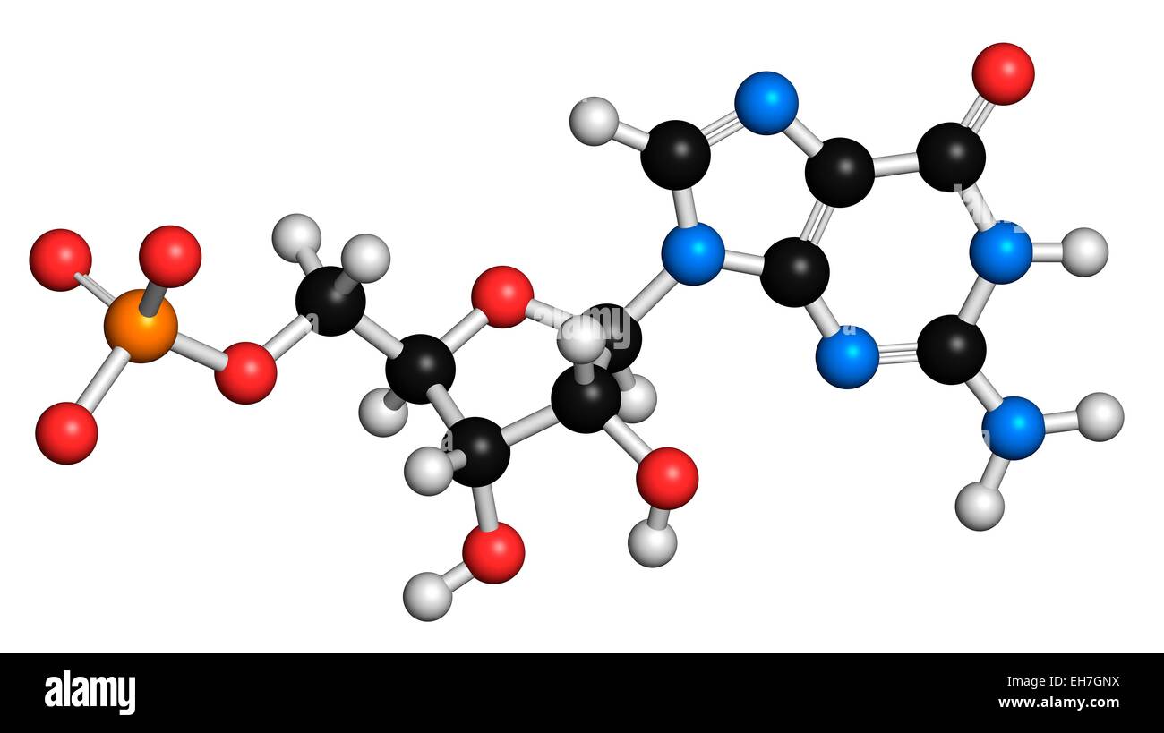 Guanosine Monophosphate