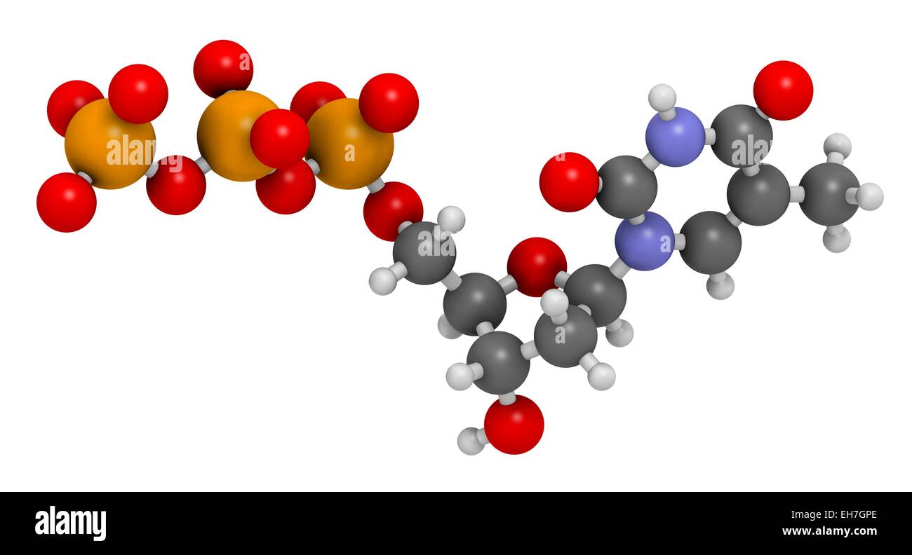 Thymidine triphosphate molecule Stock Photo - Alamy