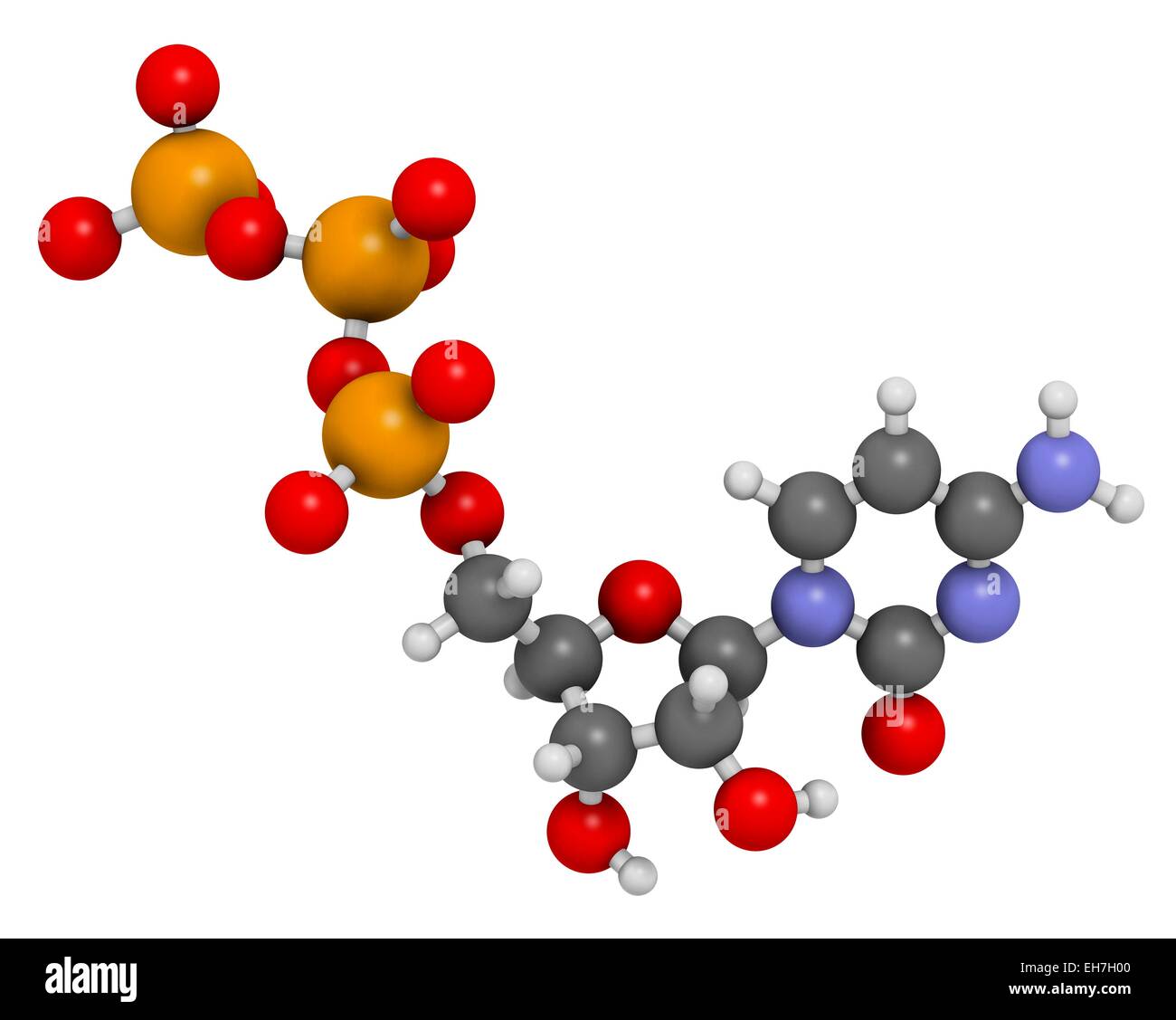 Cytidine hi-res stock photography and images - Alamy
